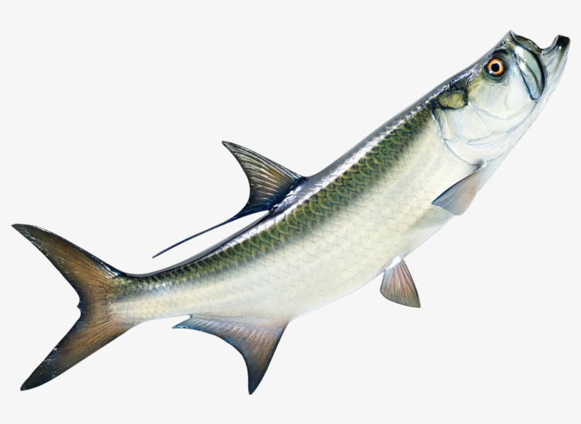 1 - Tarpon Clipart PNG Image | Transparent PNG Free Download on SeekPNG