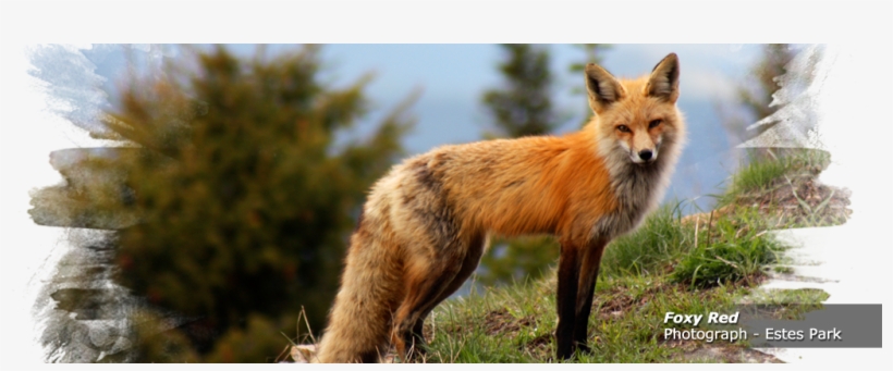 Download Image Placeholder - Swift Fox | Transparent PNG Download | SeekPNG