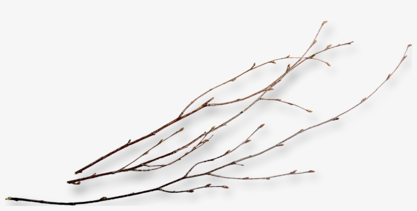 Twigs Png PNG Image | Transparent PNG Free Download on SeekPNG