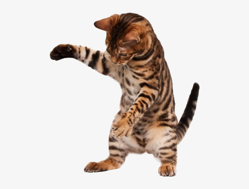 Jumping Cat Png For Kids - Cat Playing Images Png PNG Image ...