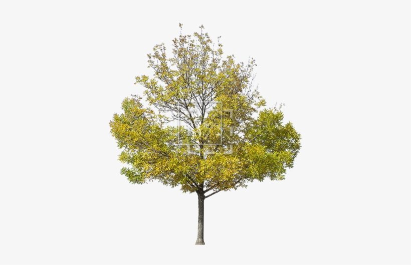 Tall Green Juniper - Tree Background Png Perspective PNG Image ...