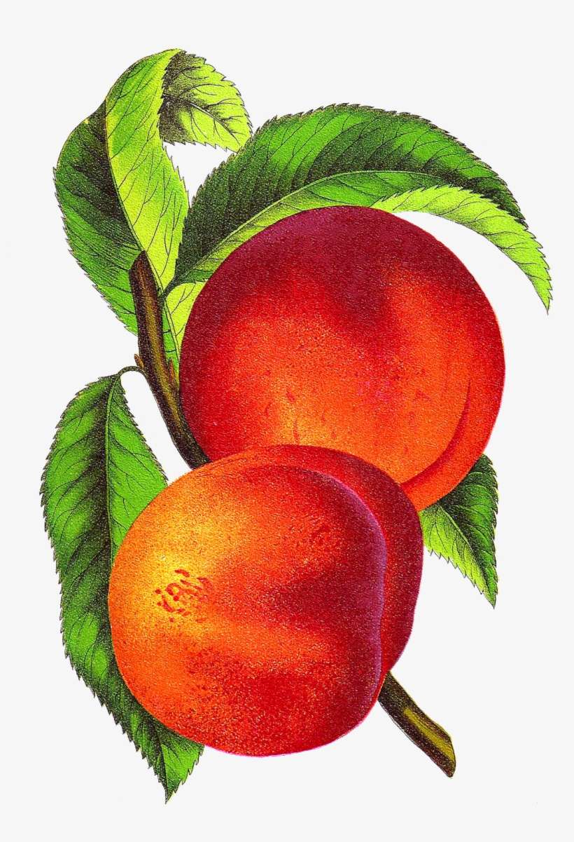 Download Watercolor Peaches Clip Art Patterns - Fruit Illustration ...
