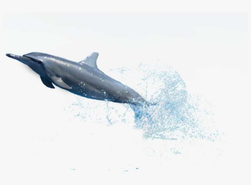 Dolphin22 - Dolphin Fish Png PNG Image | Transparent PNG Free Download ...