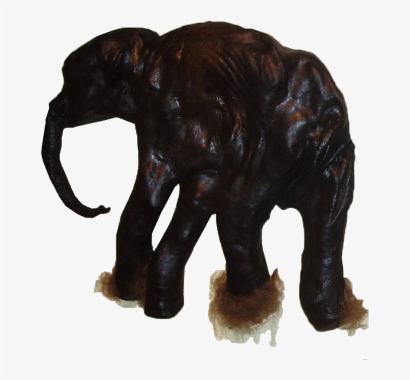 Mammuthus Primigenius Mummy - Dima Wooly Mammoth PNG Image ...