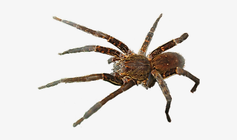 Ftestickers Spider Tarantula Insects Spiders Tarantulas - Creepy Cute ...