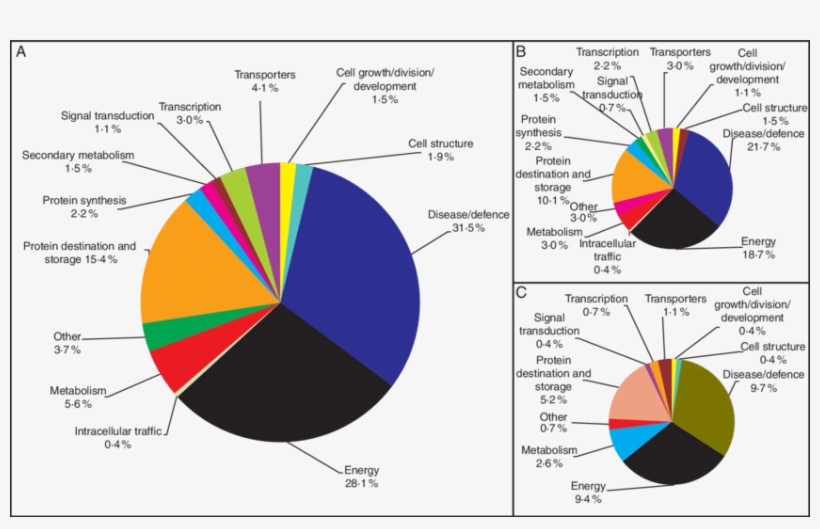 Assignment Of The Identified Poplar Woody Taproot Proteins - Protein ...
