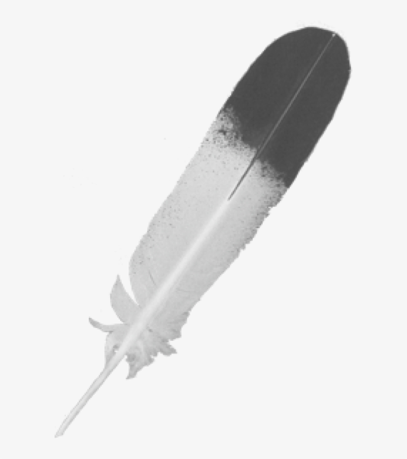 Feather Icon Png Image - Feather PNG Image | Transparent PNG Free ...