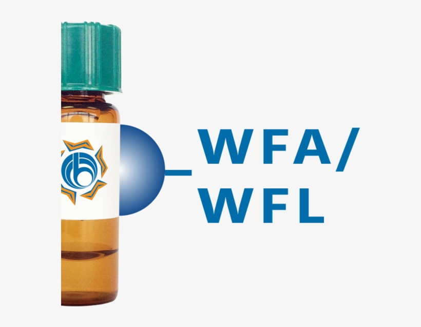 Wisteria Floribunda Lectin (wfa/wfl) - Lectin PNG Image | Transparent ...