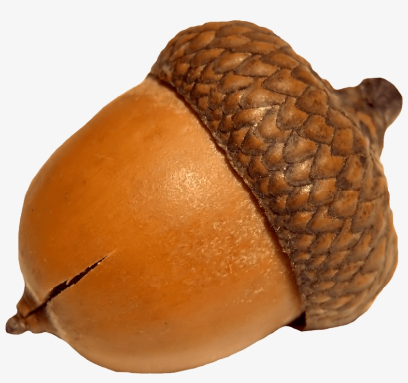 Download Free Png Acorn Png Images Transparent - Acorn Png ...