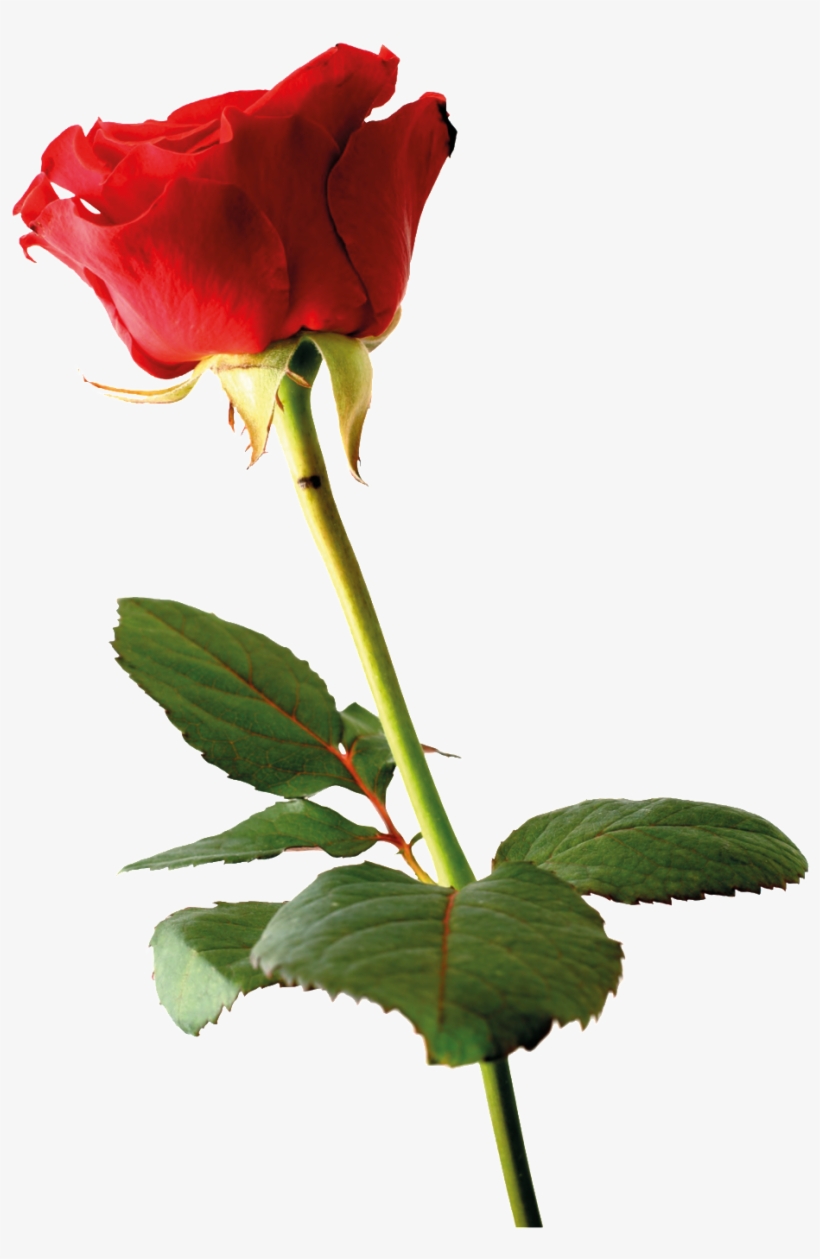 This Product Design Is Marriage Rose Cartoon Transparent - Rose PNG ...