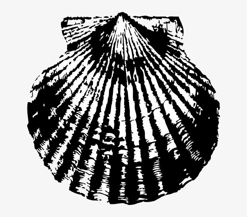 Sand, Pattern, Beach, Ocean, Scallop, Shell, Collect - Scallop Seashell ...