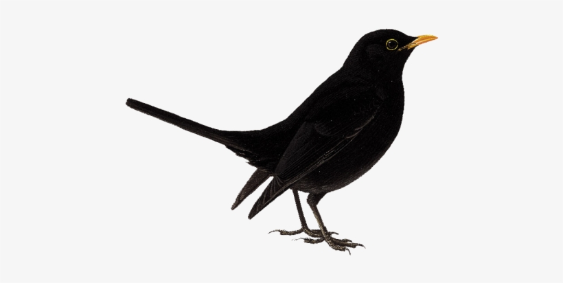 Bird Png - Black Bird PNG Image | Transparent PNG Free Download on SeekPNG