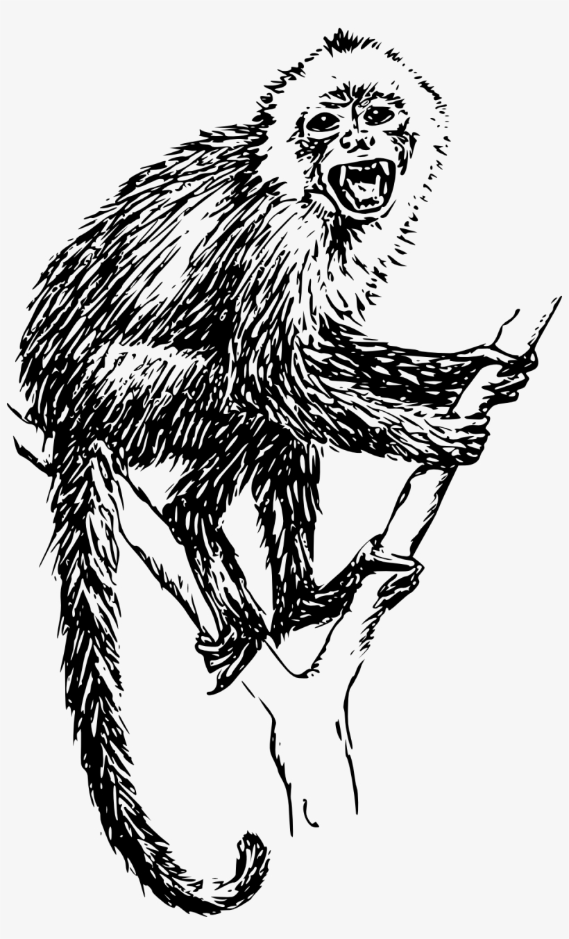 Capuchin Monkey Ape Drawing Howler Monkey - Capuchin Monkey Drawing PNG ...