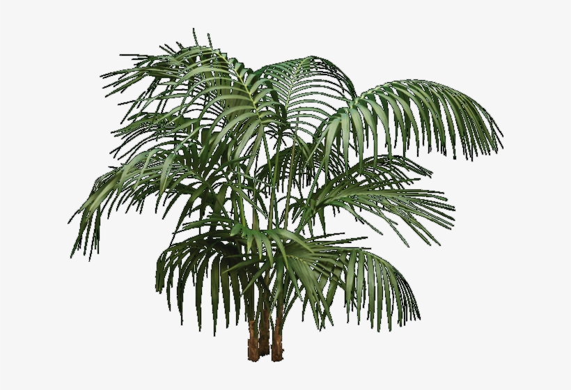 Tree Elevation - Architecture PNG Image | Transparent PNG Free Download ...