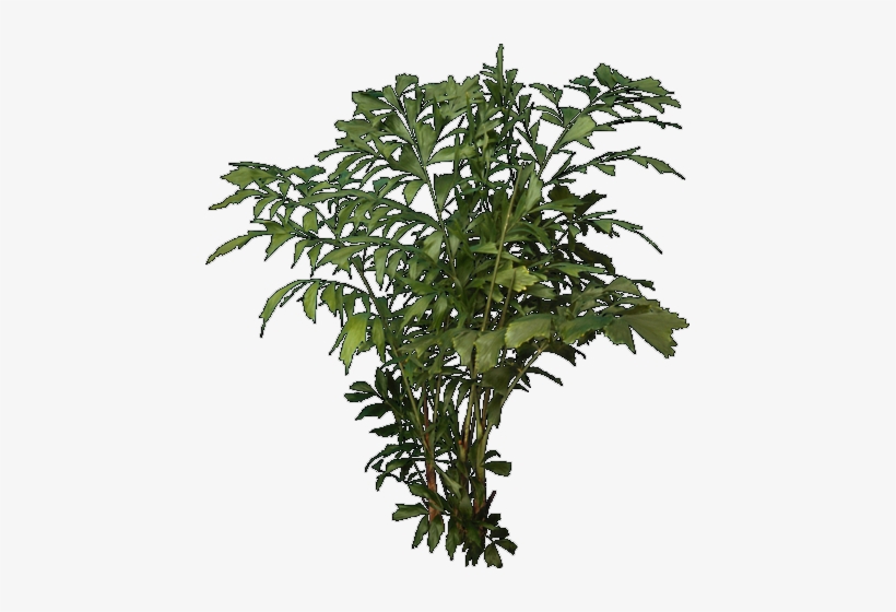 Tree - Trees For Photoshop PNG Image | Transparent PNG Free Download on ...