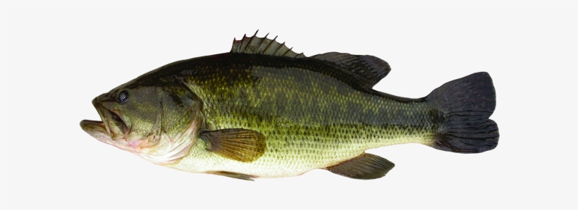 Download Largemouth Bass | Transparent PNG Download | SeekPNG
