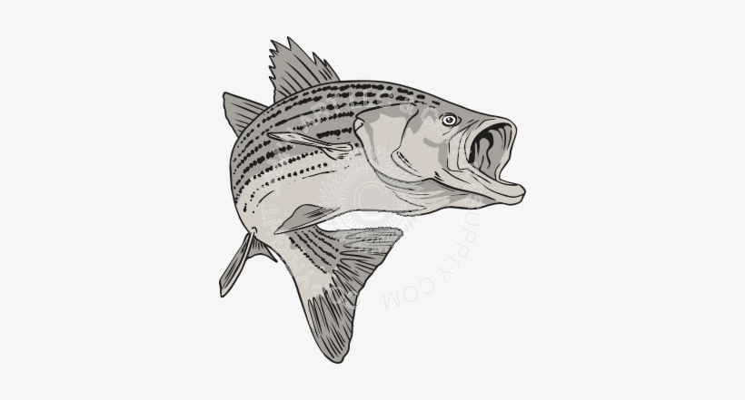 Leaping Striper Fish In Black And White - Striper Fishing Drawing PNG ...