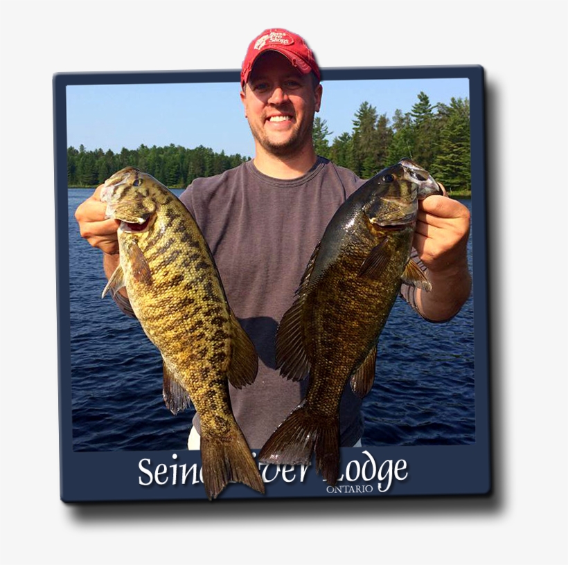 Pull Fish Out Of Water PNG Image | Transparent PNG Free Download on SeekPNG