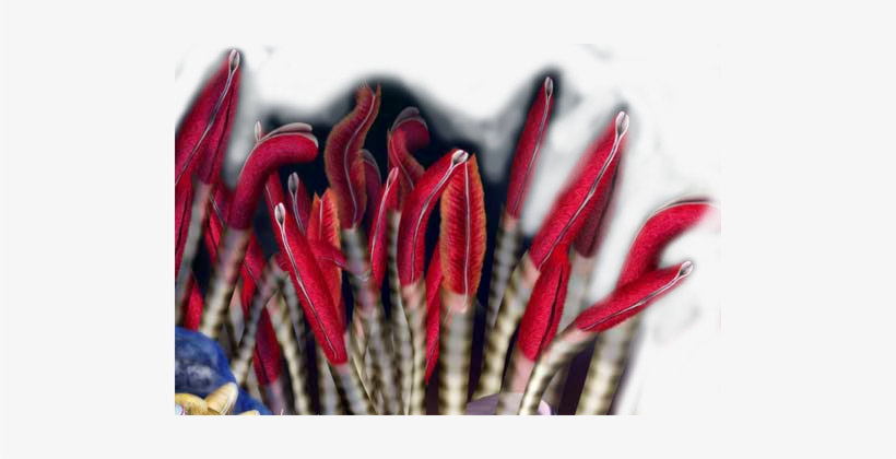 Giant Tube Worms - Giant Tube Worms Png PNG Image | Transparent PNG ...