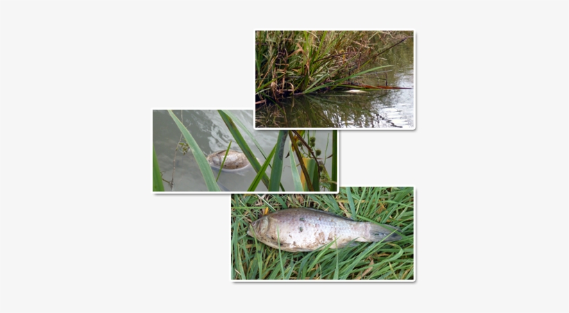 Four Seasons Dead Fish - Fish PNG Image | Transparent PNG Free Download ...
