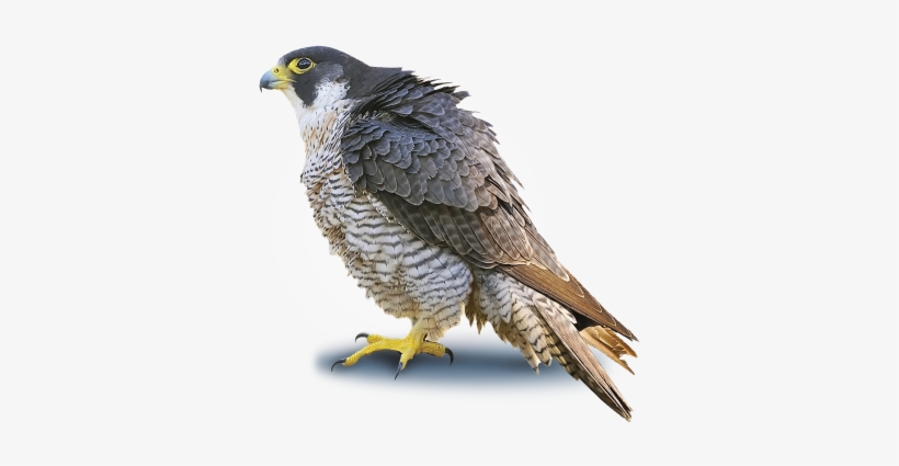 Peregrine Falcon Png Photo - Peregrine Falcon No Background PNG Image ...