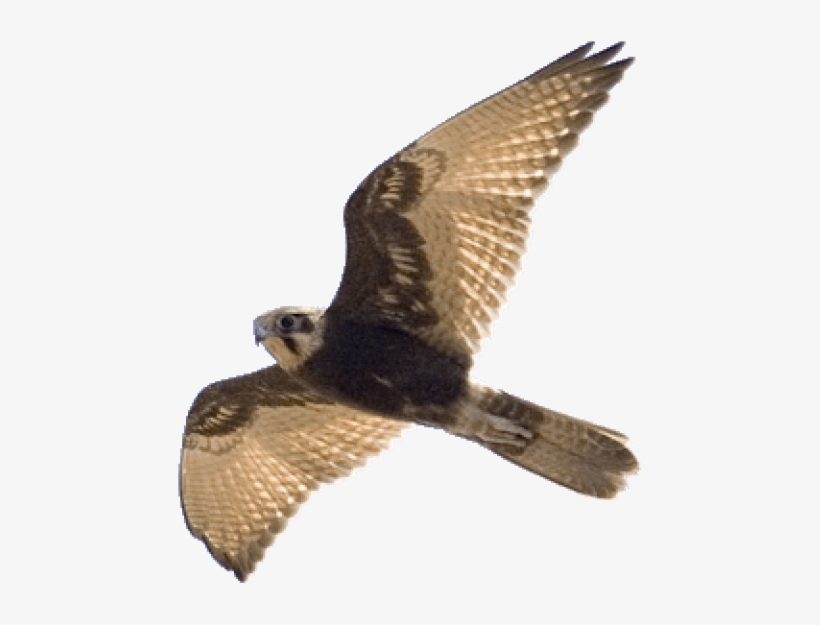Download Free Png Falcon Png Images Transparent - Falcon Transparent ...