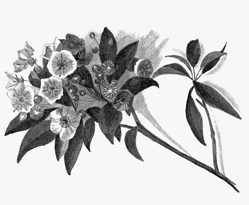 Digital Stamp Design - Illustration PNG Image | Transparent PNG Free ...