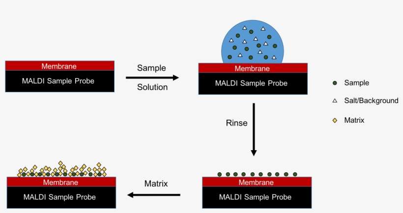 Maldi- Sample Preparation - Maldi Sample Preparation PNG Image ...