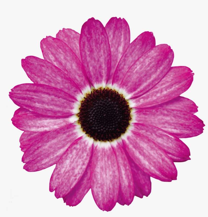 Click - African Daisy PNG Image | Transparent PNG Free Download on SeekPNG