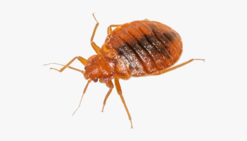 Bed Bug Download Png Image - Bed Bugs In Png PNG Image | Transparent ...