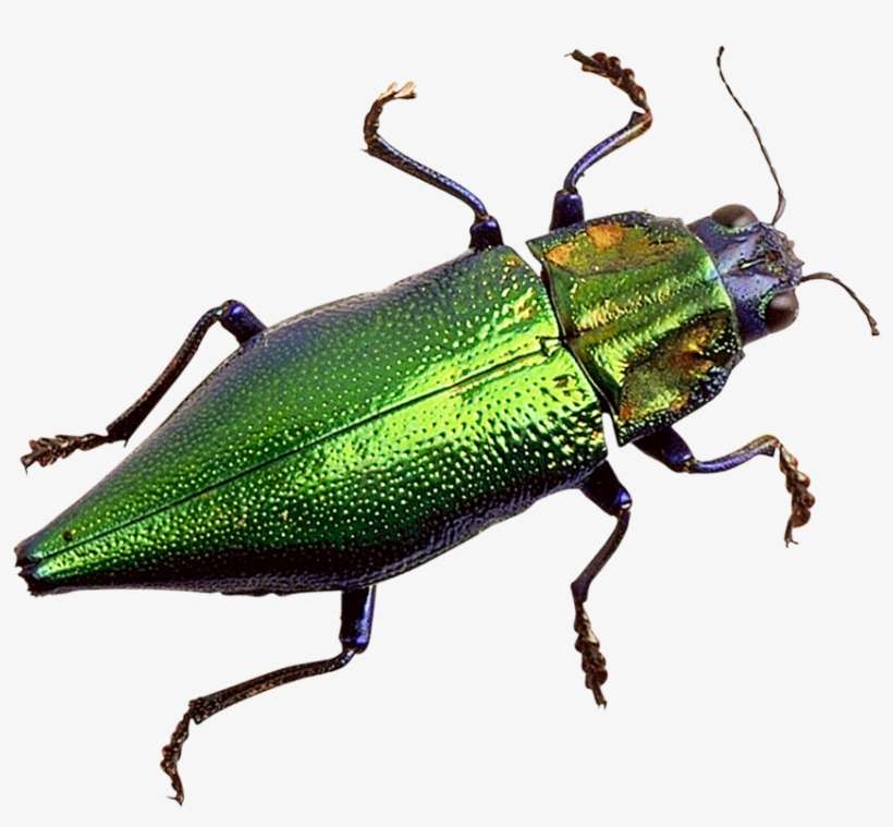 Bug Png Transparent Image - Dangerous Png PNG Image | Transparent PNG ...