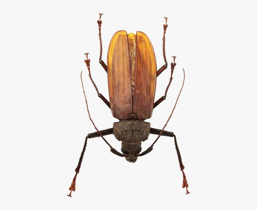 Free Png Bug Png Images Transparent - Insects PNG Image | Transparent ...
