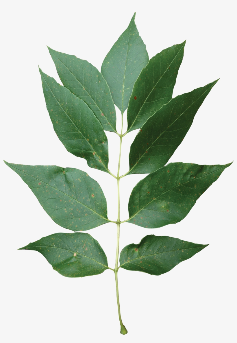 Compound - Ash Leaf Png PNG Image | Transparent PNG Free Download on ...