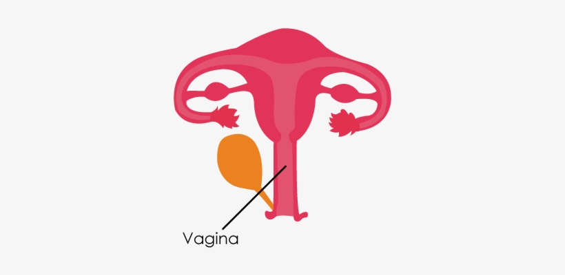 Vagina - Vagina Png PNG Image | Transparent PNG Free Download on SeekPNG