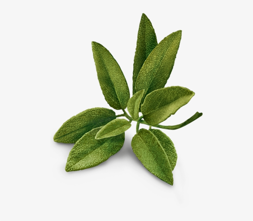 Sage Leaves Transparent PNG Image | Transparent PNG Free Download on ...
