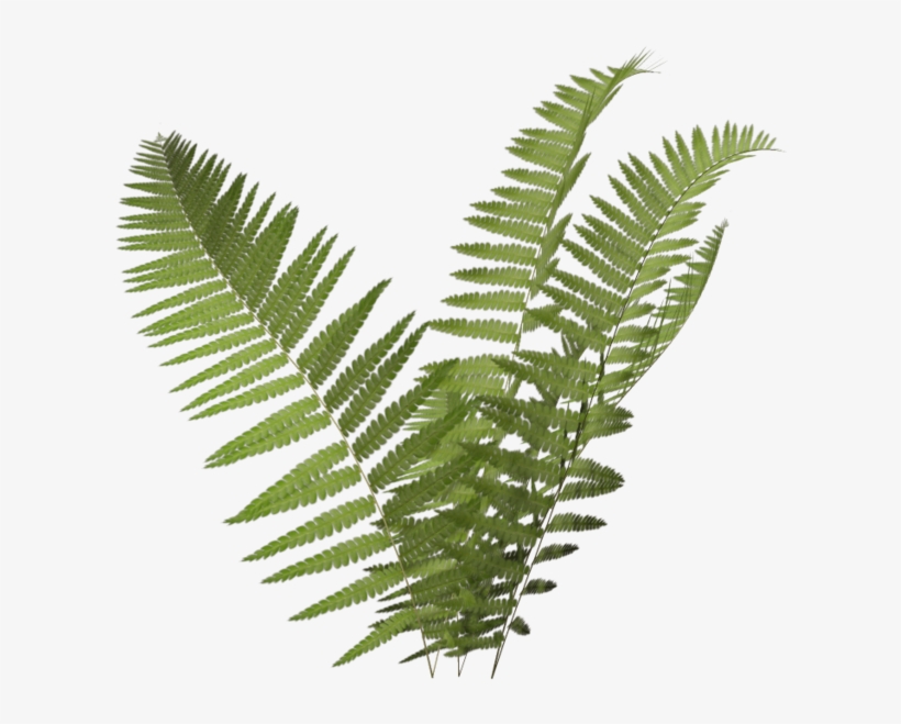 Download Fern - Fern Plant No Background | Transparent PNG Download ...