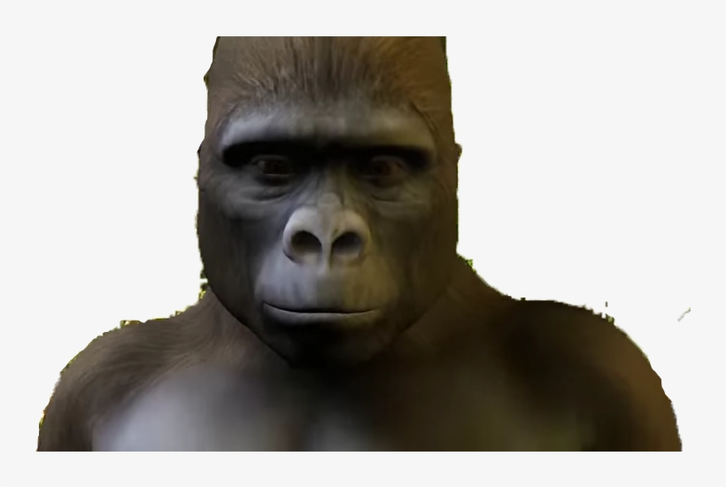 Harambe - Monkey PNG Image | Transparent PNG Free Download on SeekPNG