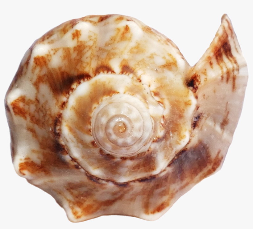 Free Png Ocean Sea Shell Png Images Transparent - Shell Transparent PNG ...