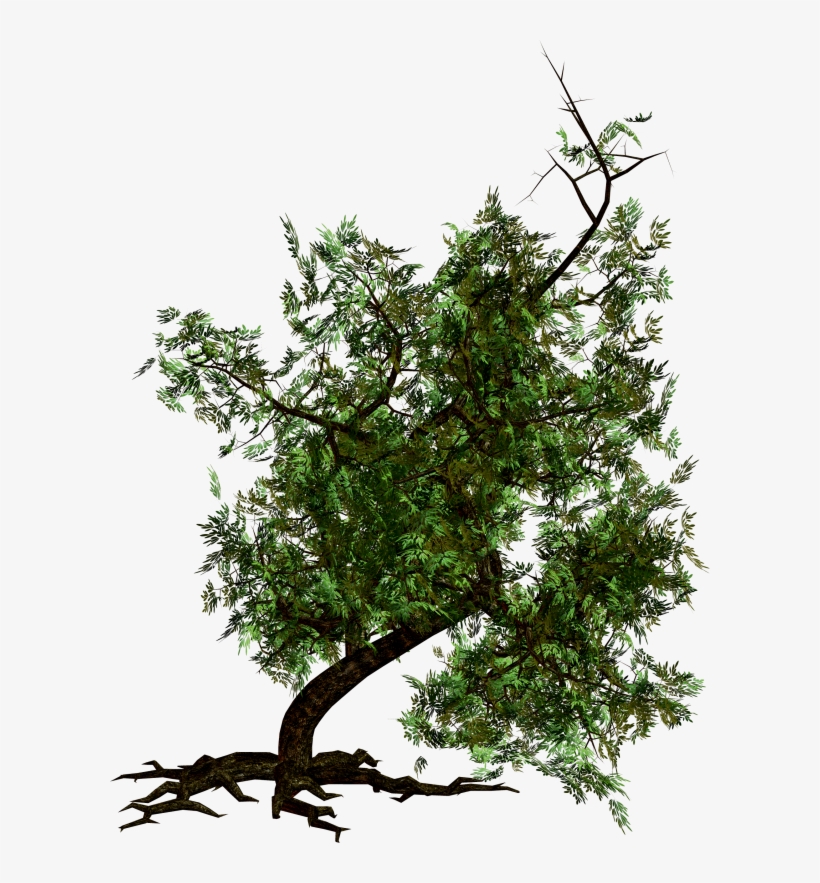 Tree Png With Roots - Transparent Background Tree Png PNG Image ...