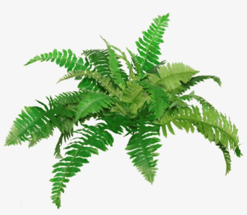 Fern Clip Art PNG Image | Transparent PNG Free Download on SeekPNG