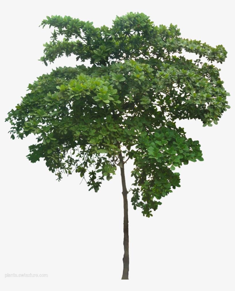 A Collection Of Tropical Plant Images With Transparent - High ...