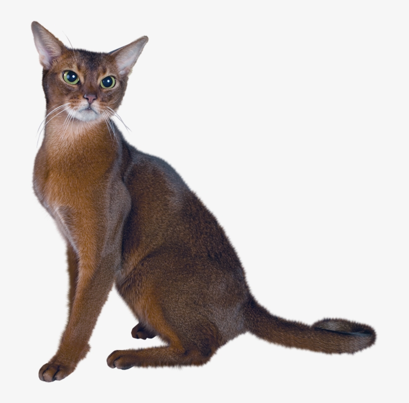 Realistic Cat Clip Art PNG Image | Transparent PNG Free Download on SeekPNG