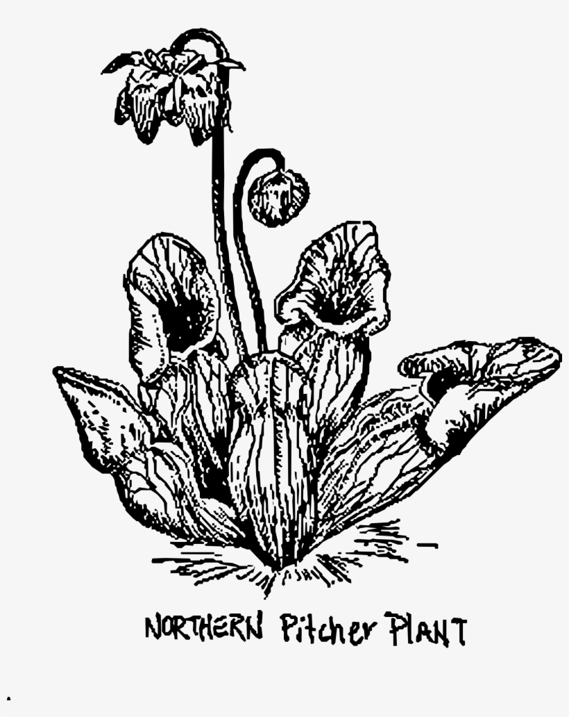 Big Image - Pitcher Plant Black And White PNG Image | Transparent PNG ...