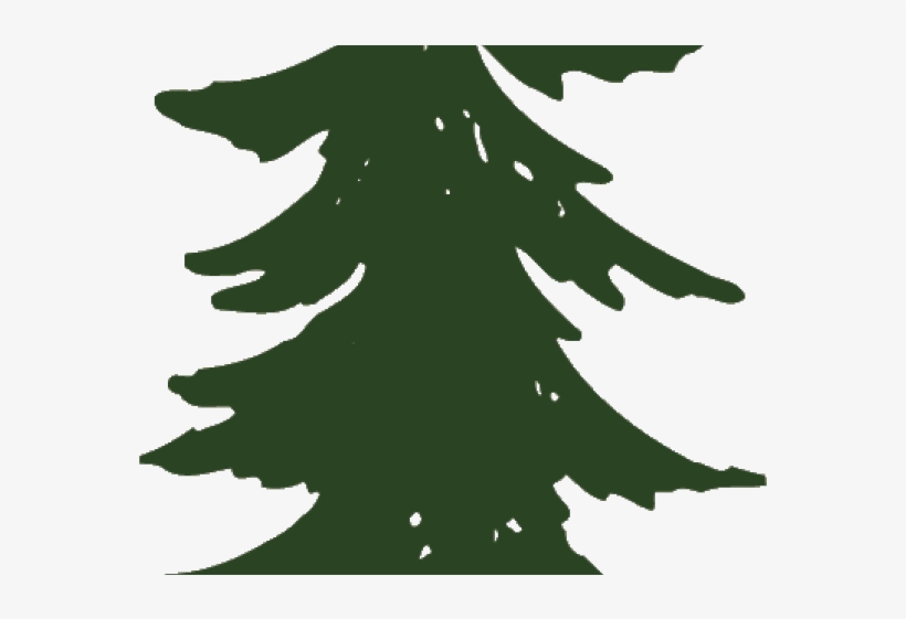 Pine Tree Clipart - Pine Tree Graphic PNG Image | Transparent PNG Free ...