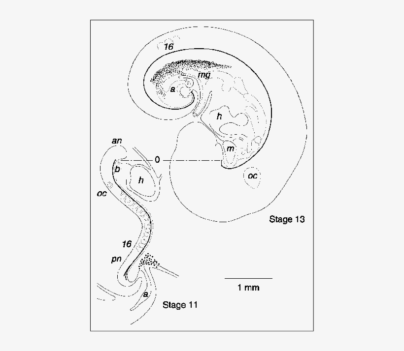 Outline Drawings Of Sagittal Views Of Two Human Embryos - Circle PNG ...