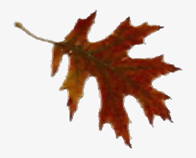 Leaves Pack 08 - Brown Autumn Leaf PNG Image | Transparent PNG Free ...