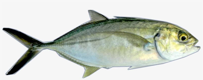 Blue Runner - Blue Runner Fish PNG Image | Transparent PNG Free ...