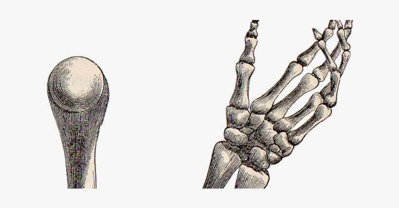 Download Skeleton Hand Png - Skeleton Hand No Background | Transparent ...