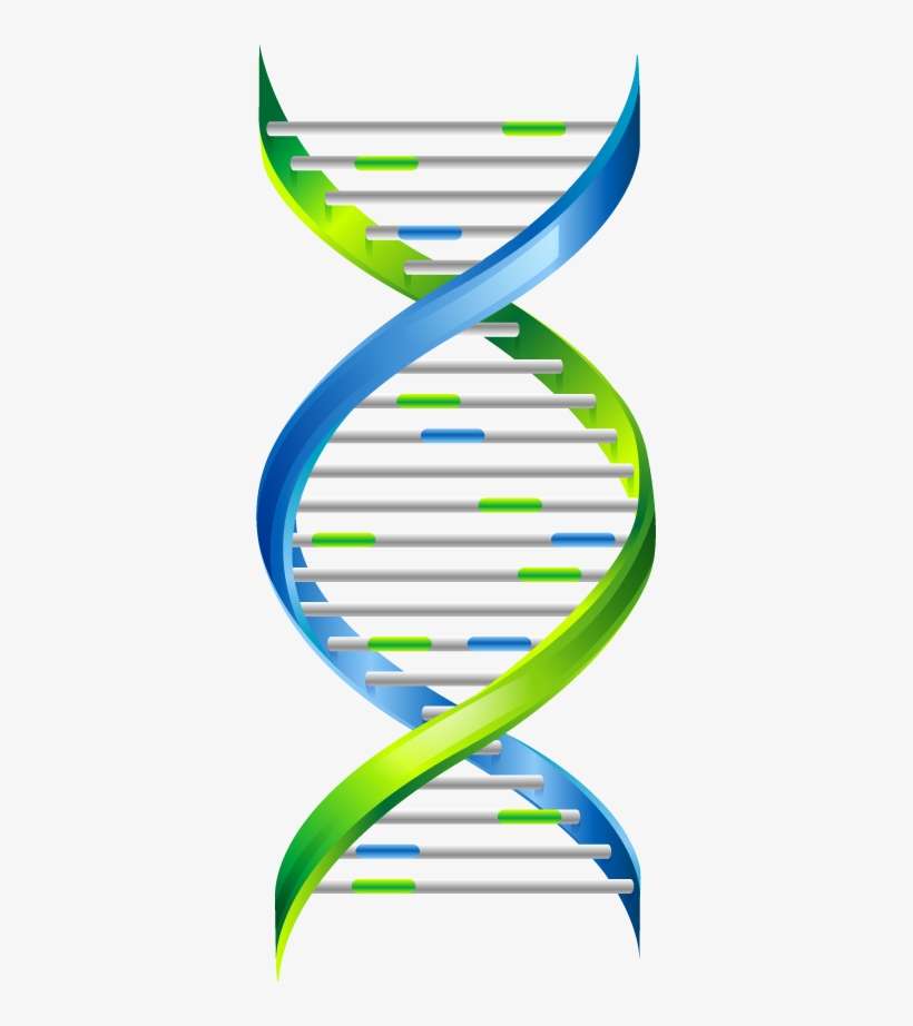 Dna Png - Human Dna Chain PNG Image | Transparent PNG Free Download on ...
