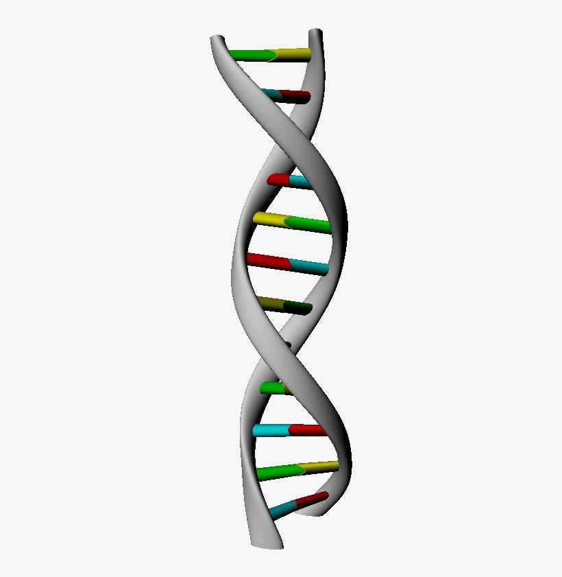 Download Dna Transparent Strand | Transparent PNG Download | SeekPNG